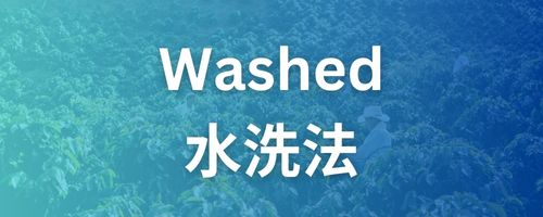 Tri-Up Coffee - Washed Green Coffee | 水洗咖啡生豆)